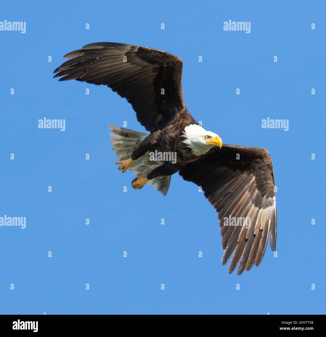 Low angle shot of a beautiful bald eagle flying in a blue sky over ...