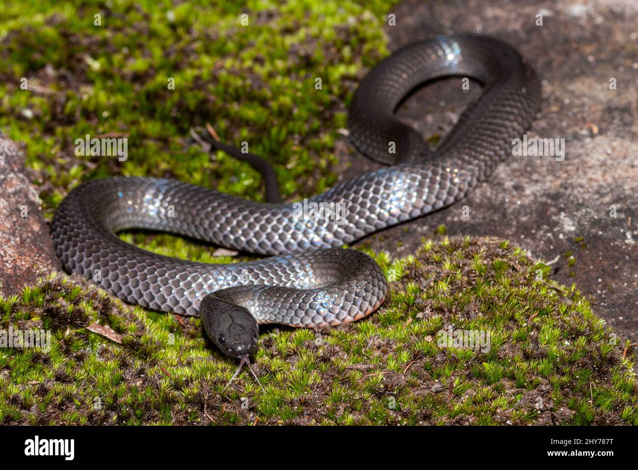 Eastern Small-eyed Snake flickering it's tongue Stock Photo - Alamy