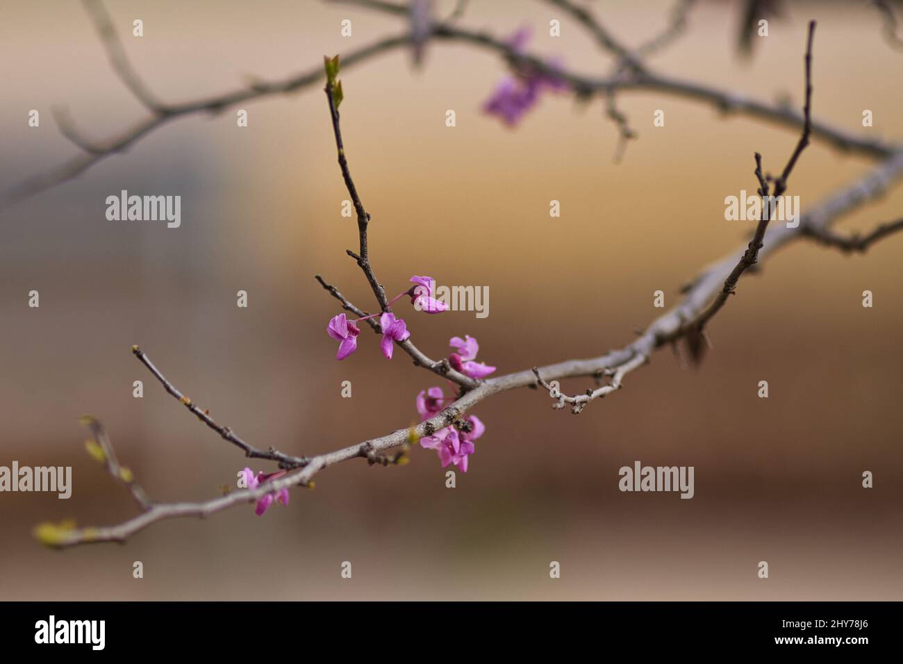Close-up shot of branches of Eastern redbud tree isolated on a blurred ...