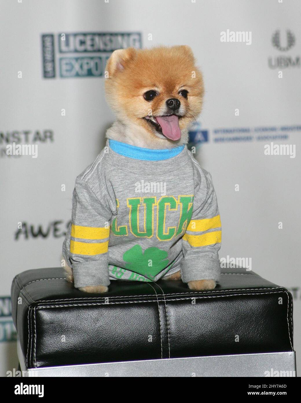 Jiff the dog attending Licensing Expo 2015 at Mandalay Bay Convention ...