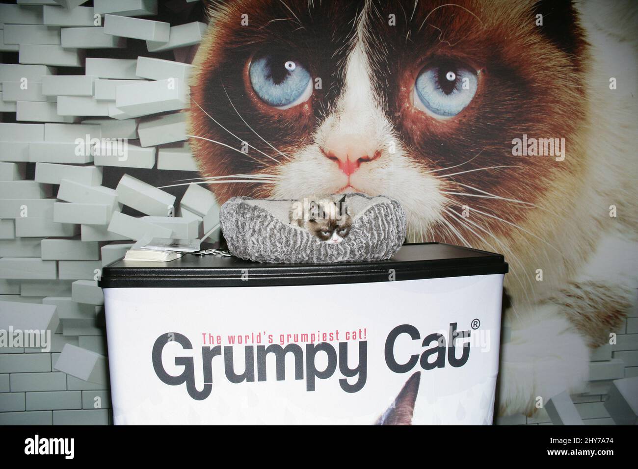 Grumpy Cat attending Licensing Expo 2015 at Mandalay Bay Convention ...