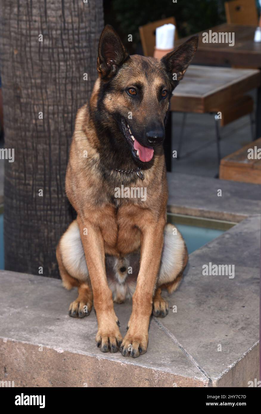 Jagger (aka Max) arriving for the film premiere for Warner Bros. and ...