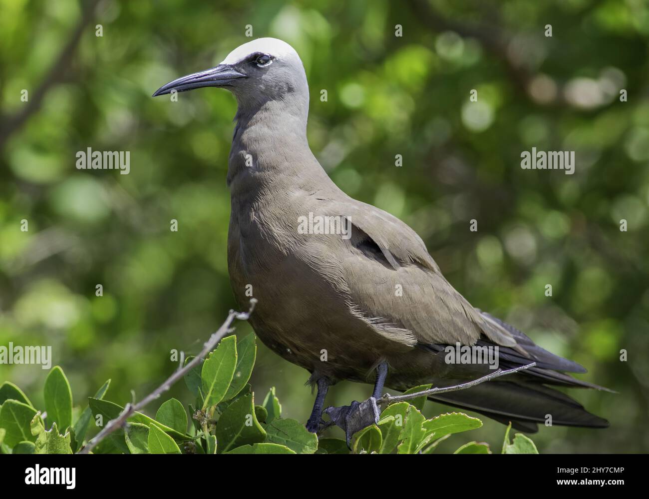 Shot of Brown noddy sitting on a brabch and basking in the sun Stock ...