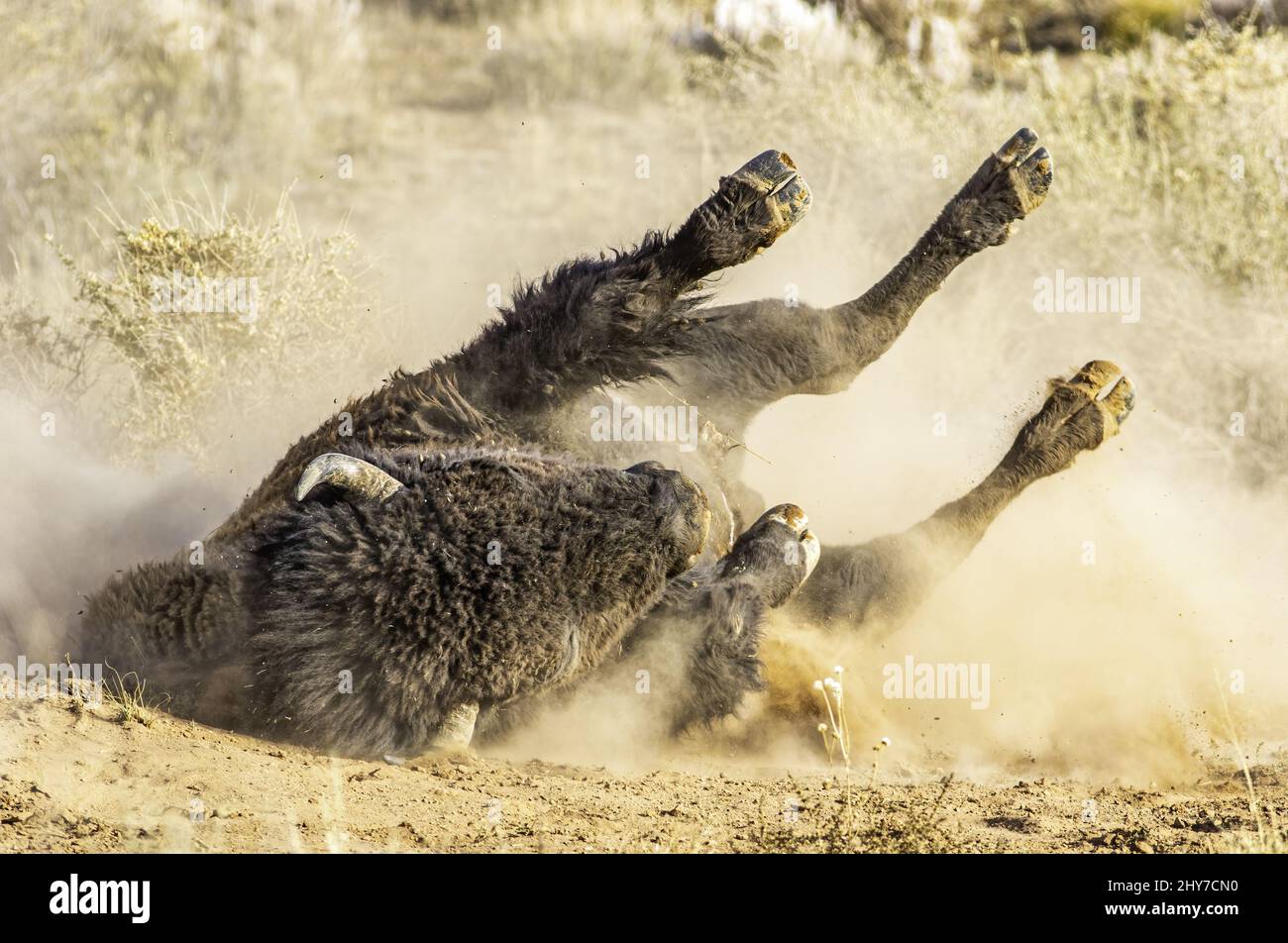 Shot of a bull falling on its side and raising dust Stock Photo - Alamy
