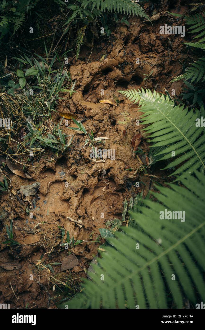 Vertical closeup shot of some imprints in mud, in a forest Stock Photo ...