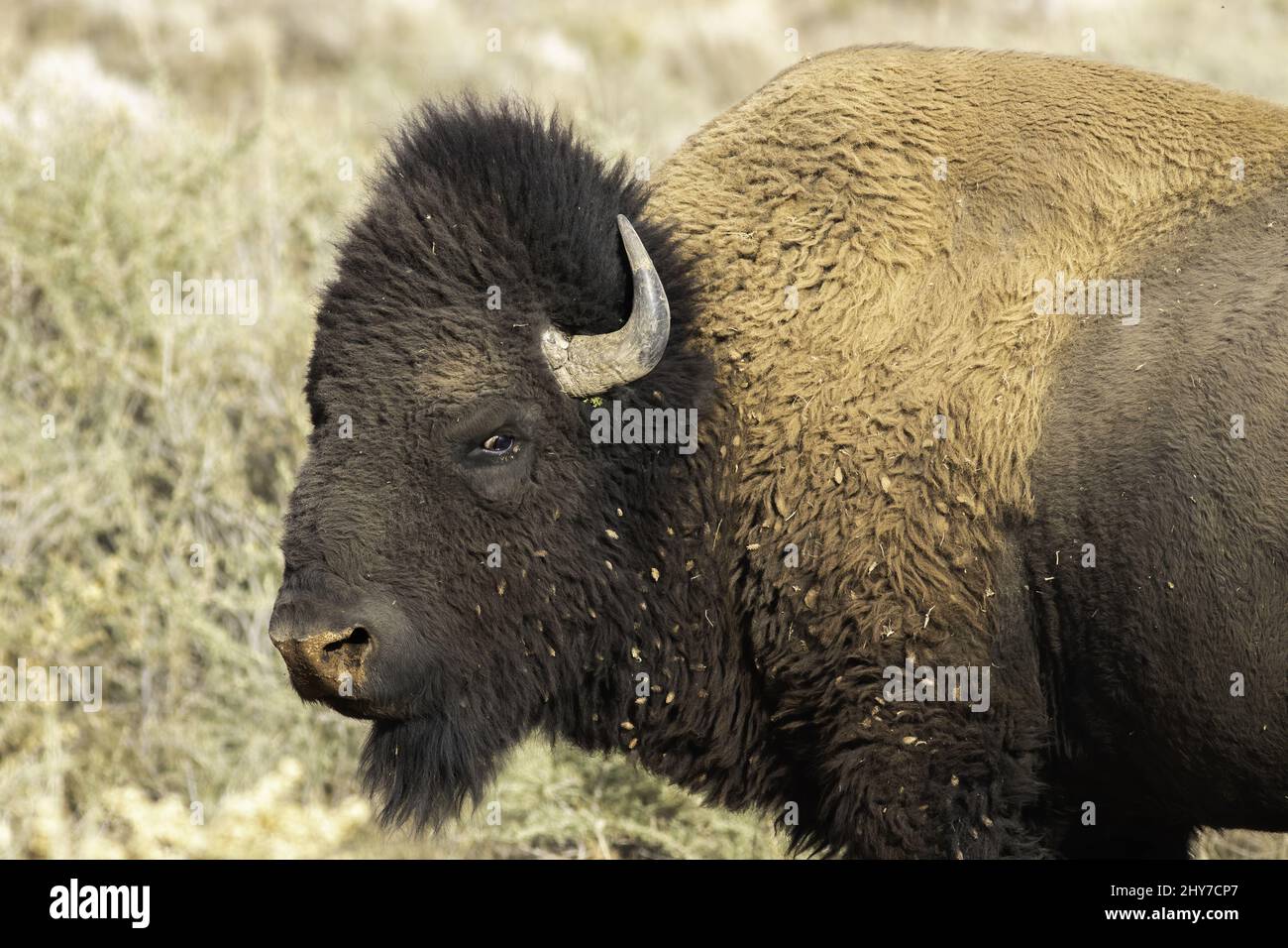 Shot of a bull standing and watching for his target Stock Photo - Alamy