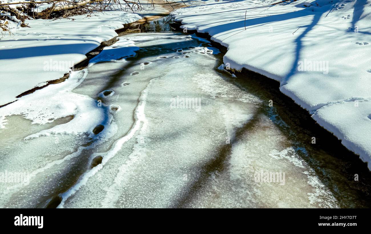 Animal tracks following the winter stream covered in thick snow and ...