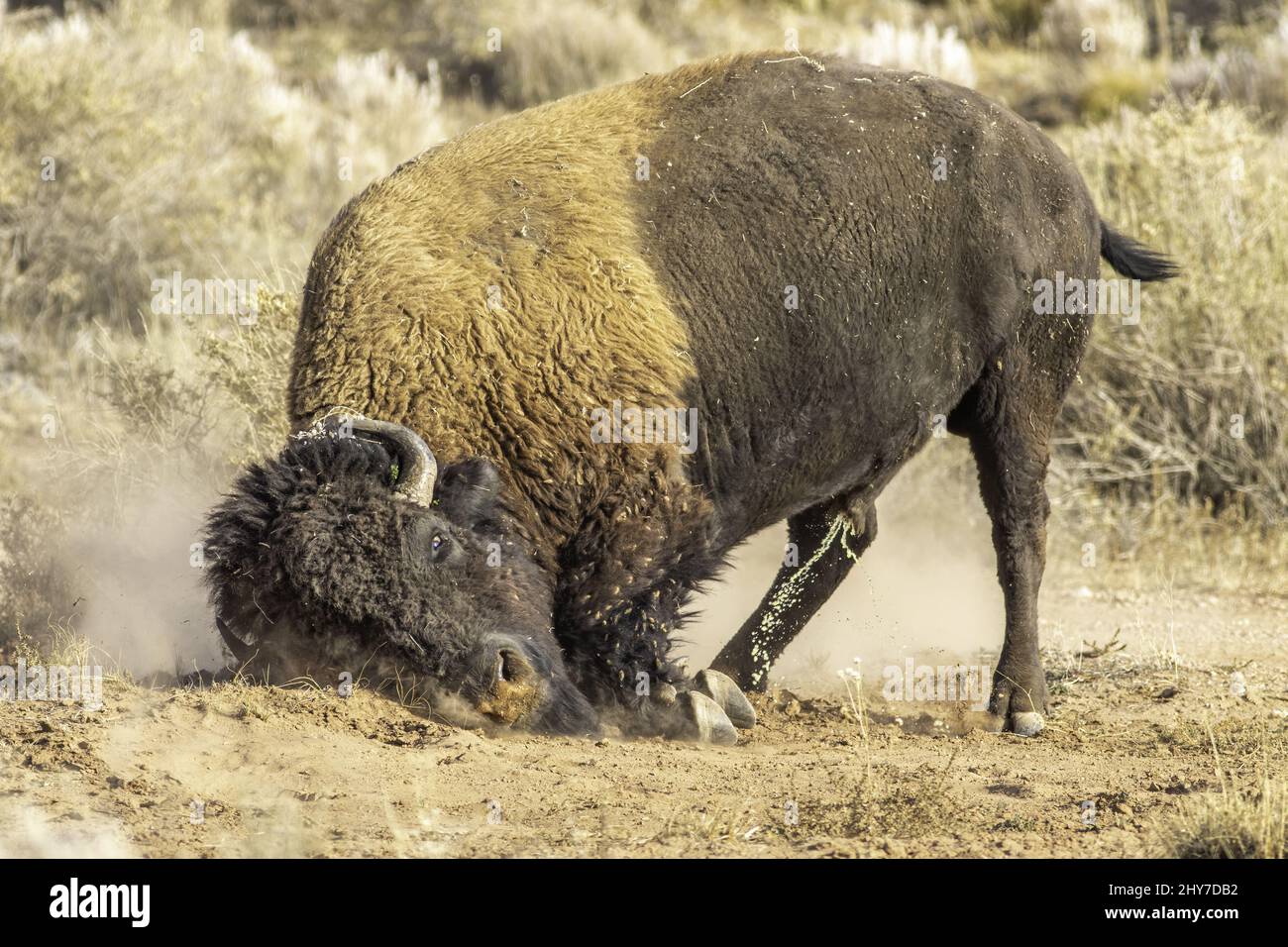 Shot of a bull falling on its side and raising dust Stock Photo - Alamy