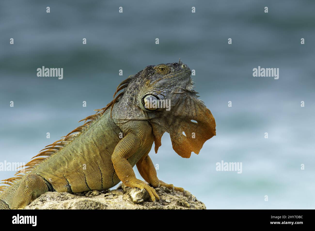 Close-up shot of a Green Iguana at Fort Zachary Taylor in Key West ...