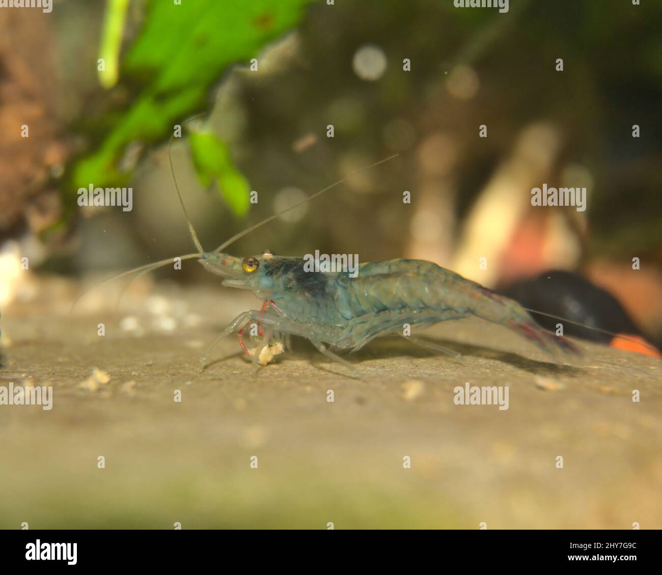 Closeup of a Neocaridina shrimp in an aquarium Stock Photo - Alamy