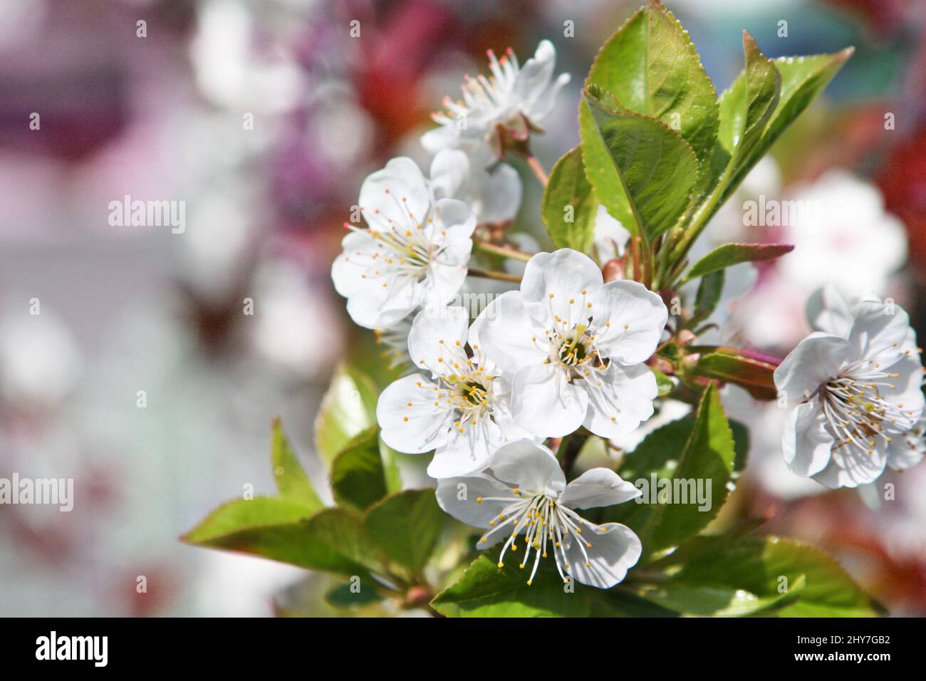 Beautiful nature scene with blooming flowers tree Stock Photo - Alamy