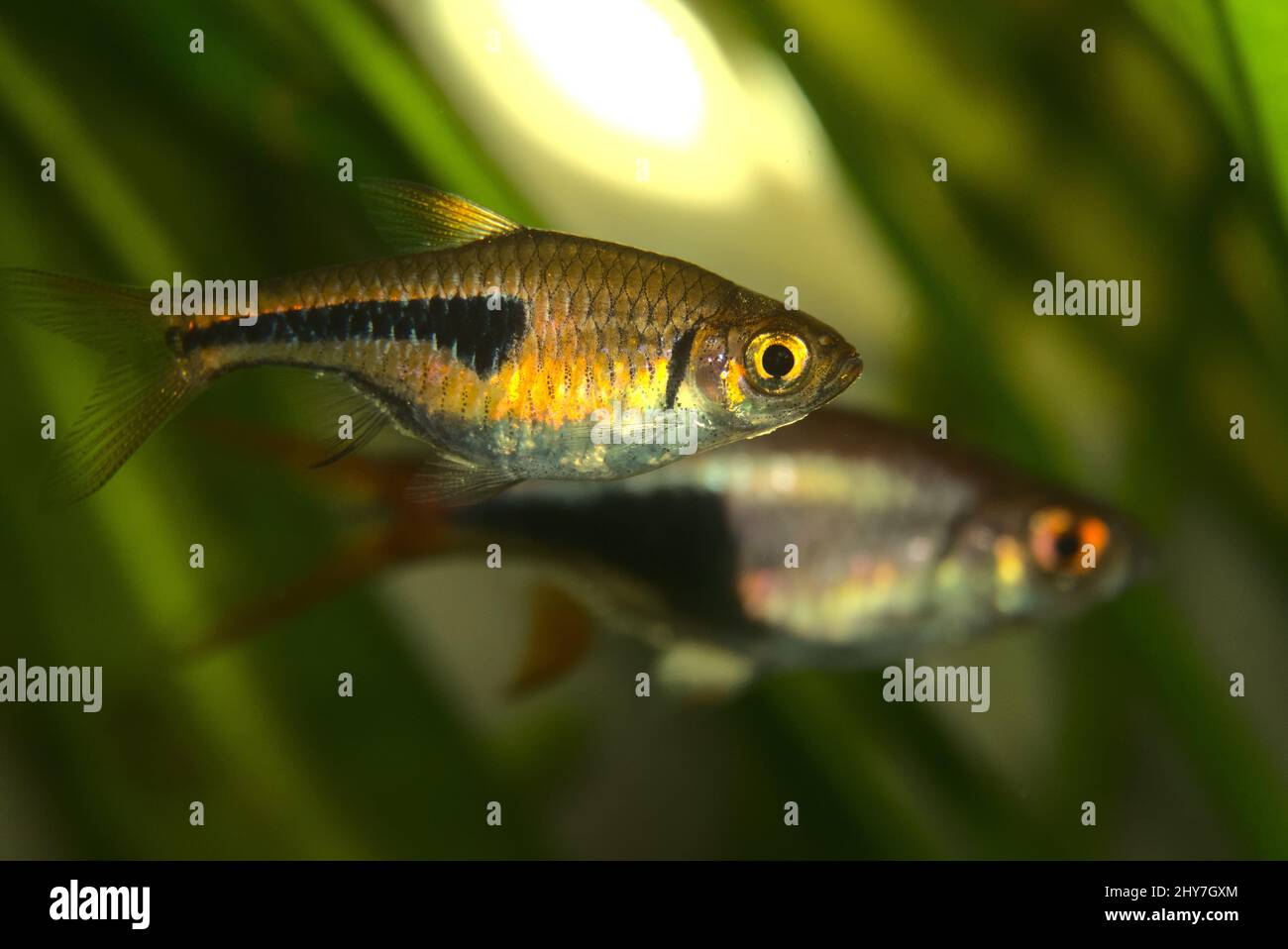 Closeup of Harlequin rasbora fish in an aquarium Stock Photo - Alamy