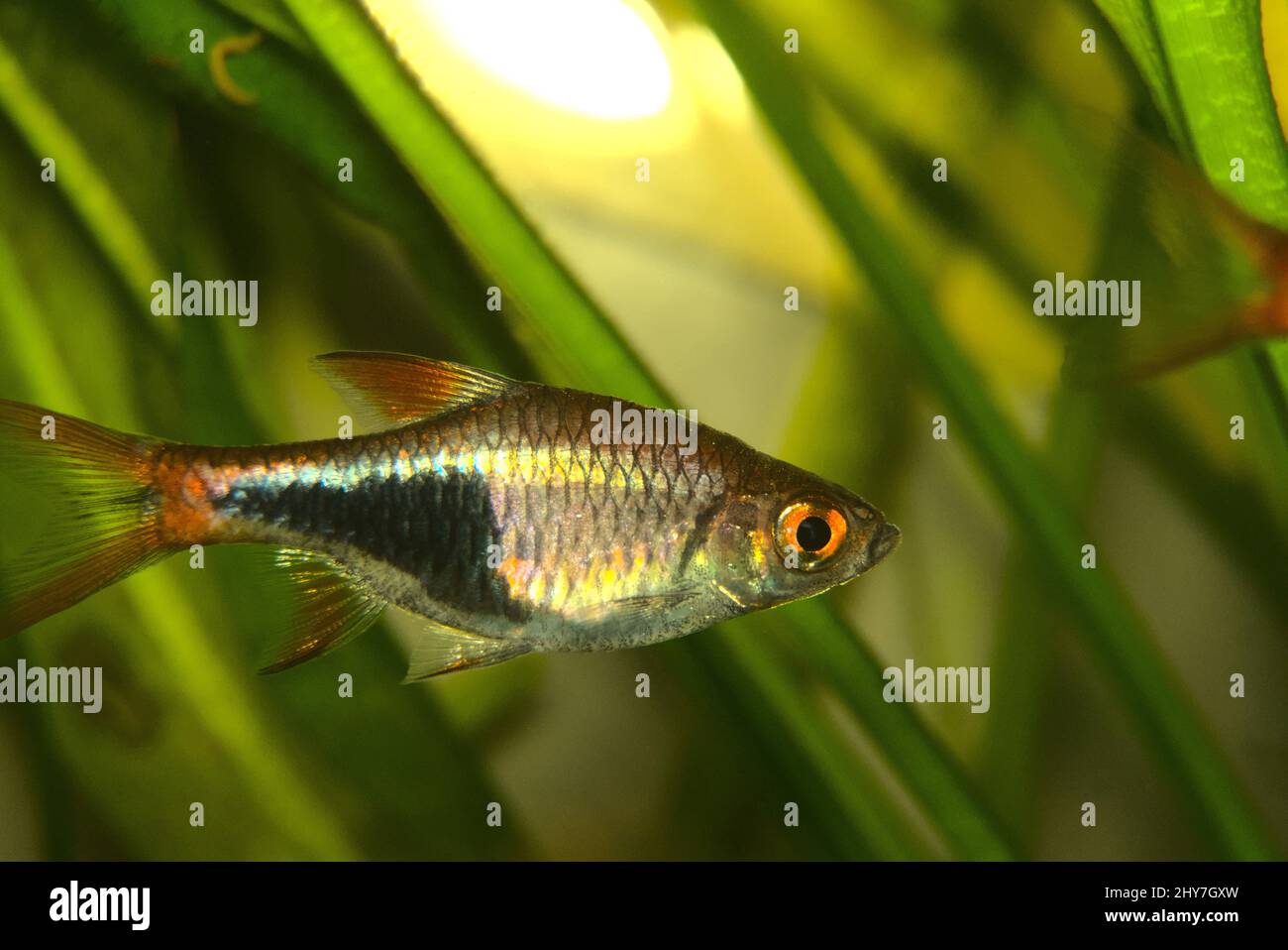 Closeup of Harlequin rasbora fish in an aquarium Stock Photo - Alamy