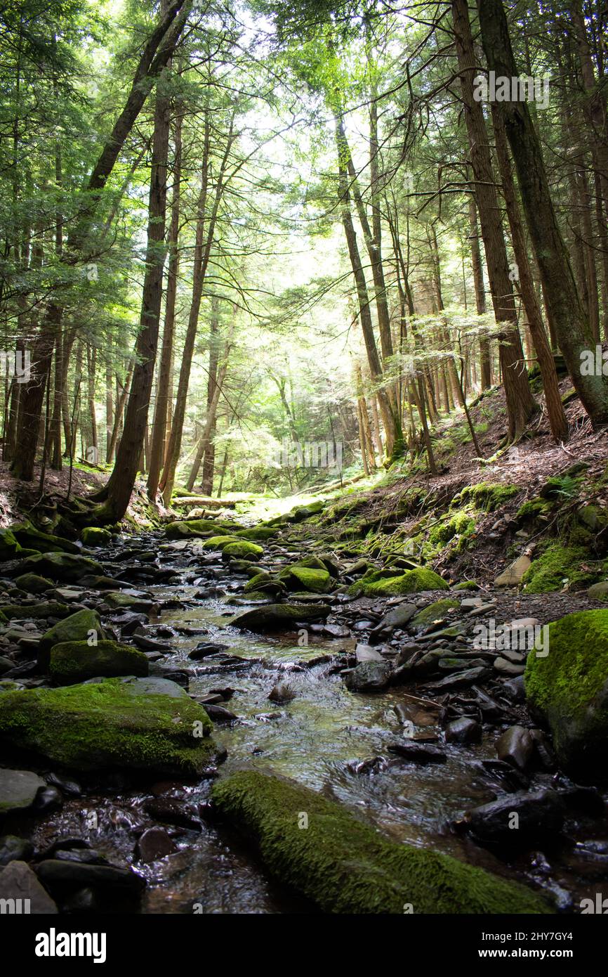 landscape of a small river passing between tall trees through which the ...