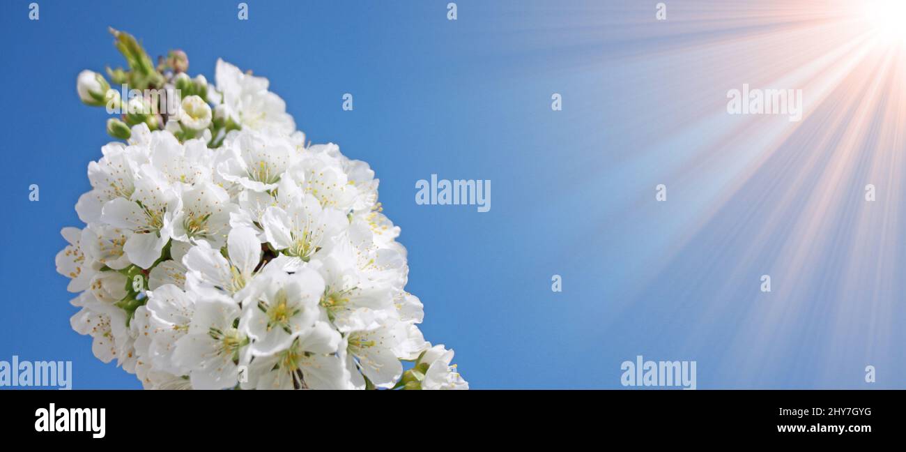 Beautiful nature scene with blooming flowers tree Stock Photo - Alamy