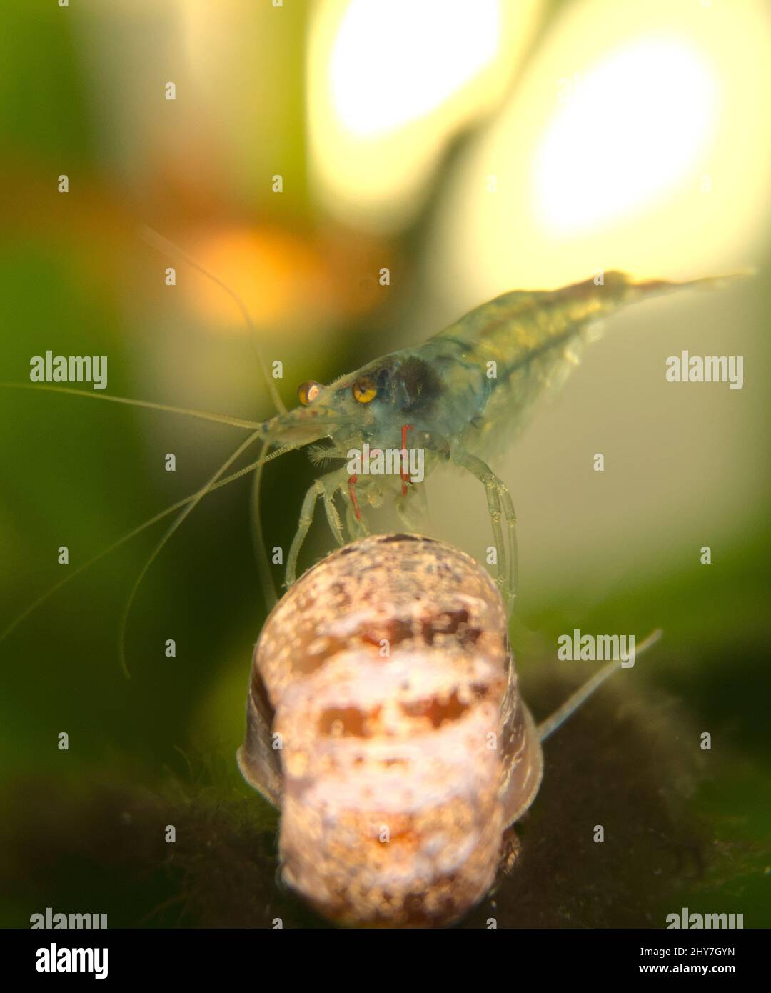 Closeup of a Neocaridina shrimp in an aquarium Stock Photo - Alamy