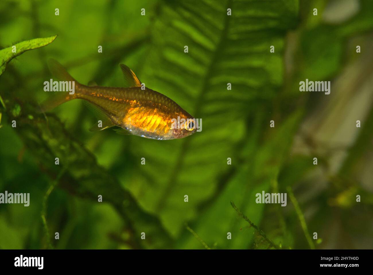 Closeup of Ember tetra fish in an aquarium Stock Photo - Alamy