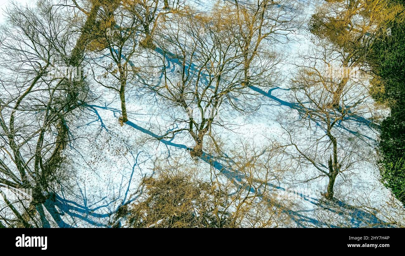 Snow covers the ground but a vibrant orange color emits from the leaves ...