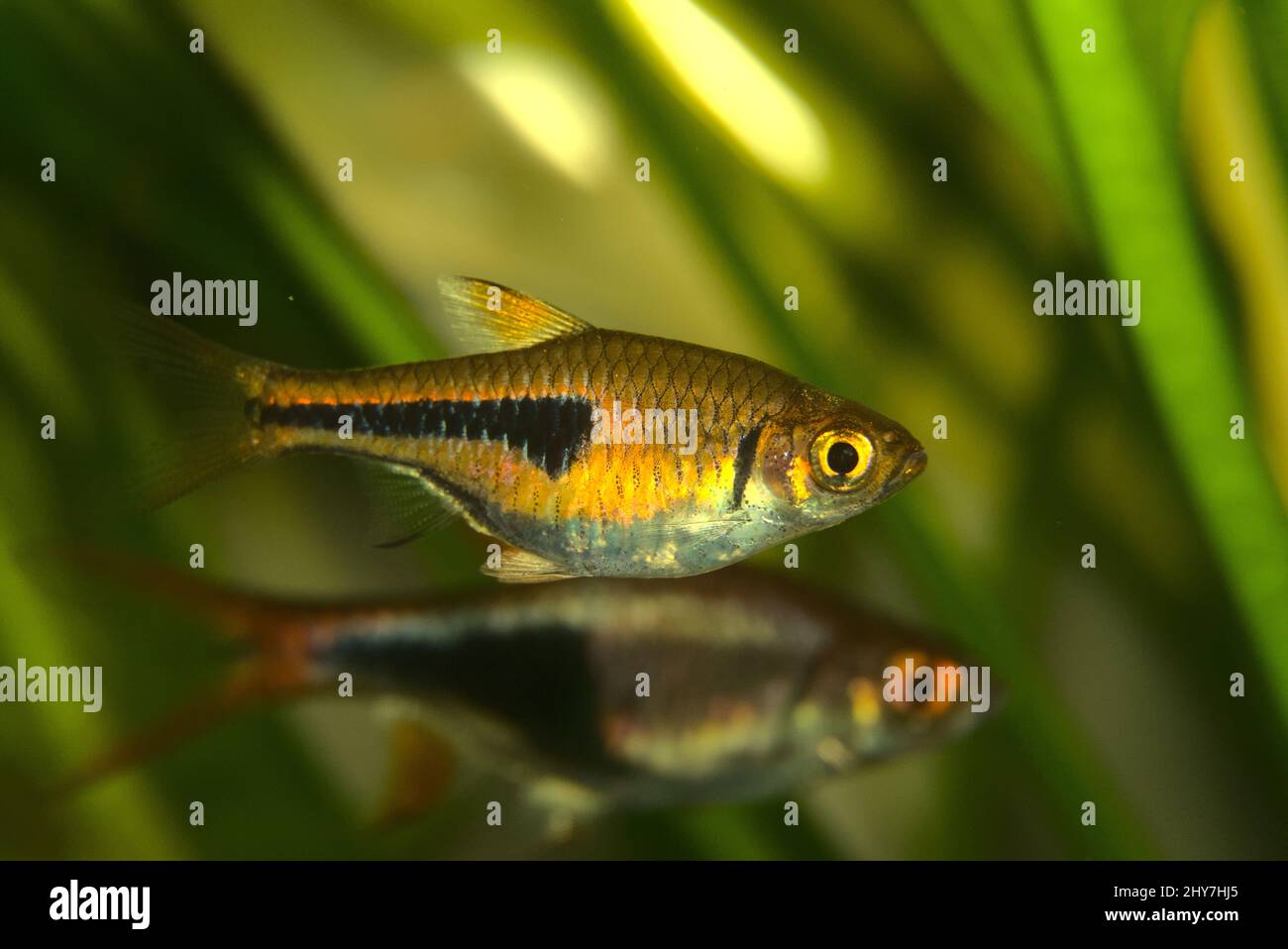 Harlequin rasbora fish hi-res stock photography and images - Alamy