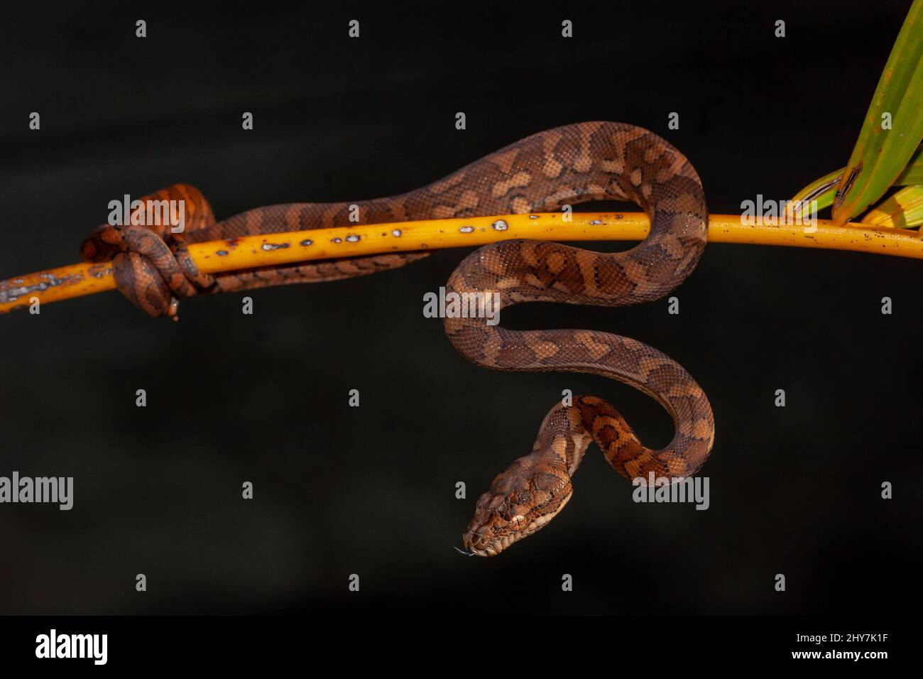 Australian Carpet Python resting on palm branch Stock Photo - Alamy