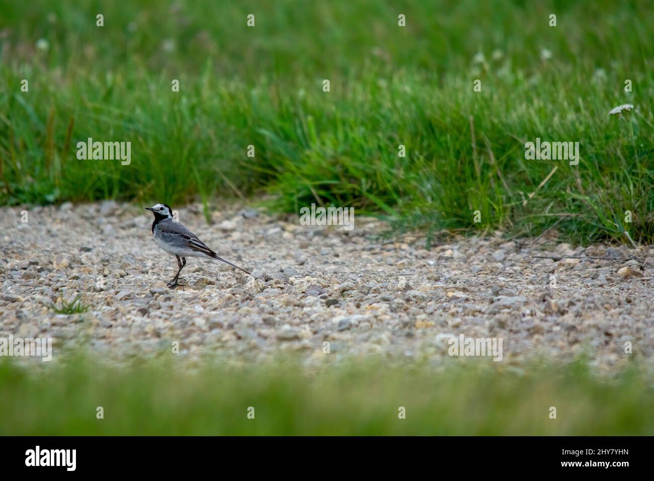A white wagtail on a stone pathway with grass and plants around Stock Photo - Alamy