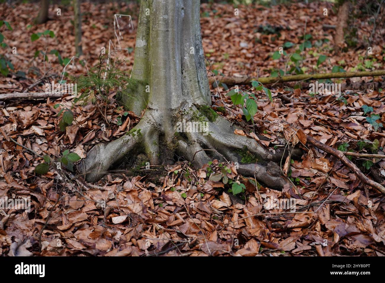 Tree roots coming out from the ground of the forest surrounded by ...