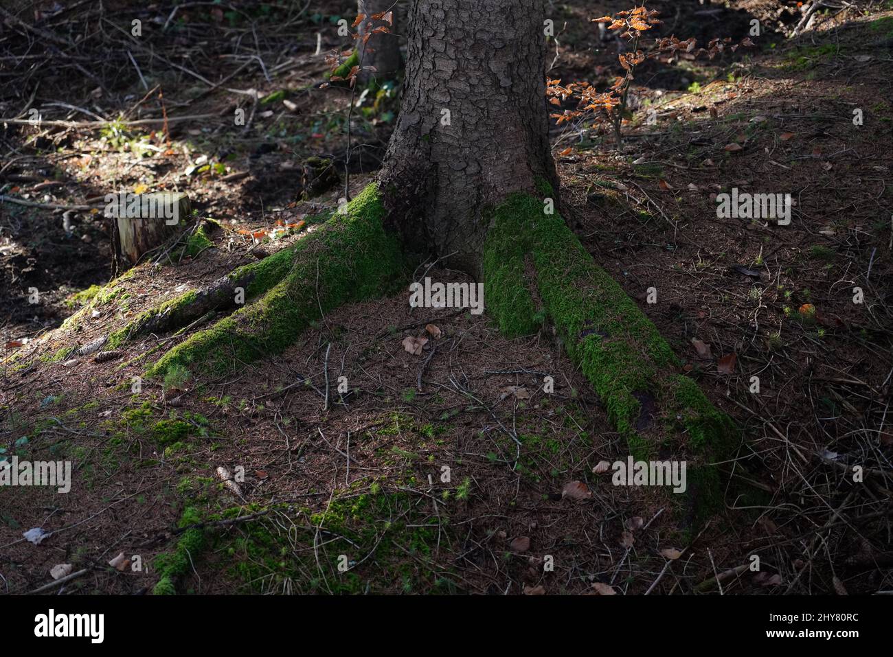 Close-up shot of tree roots coming out from the ground of the forest ...