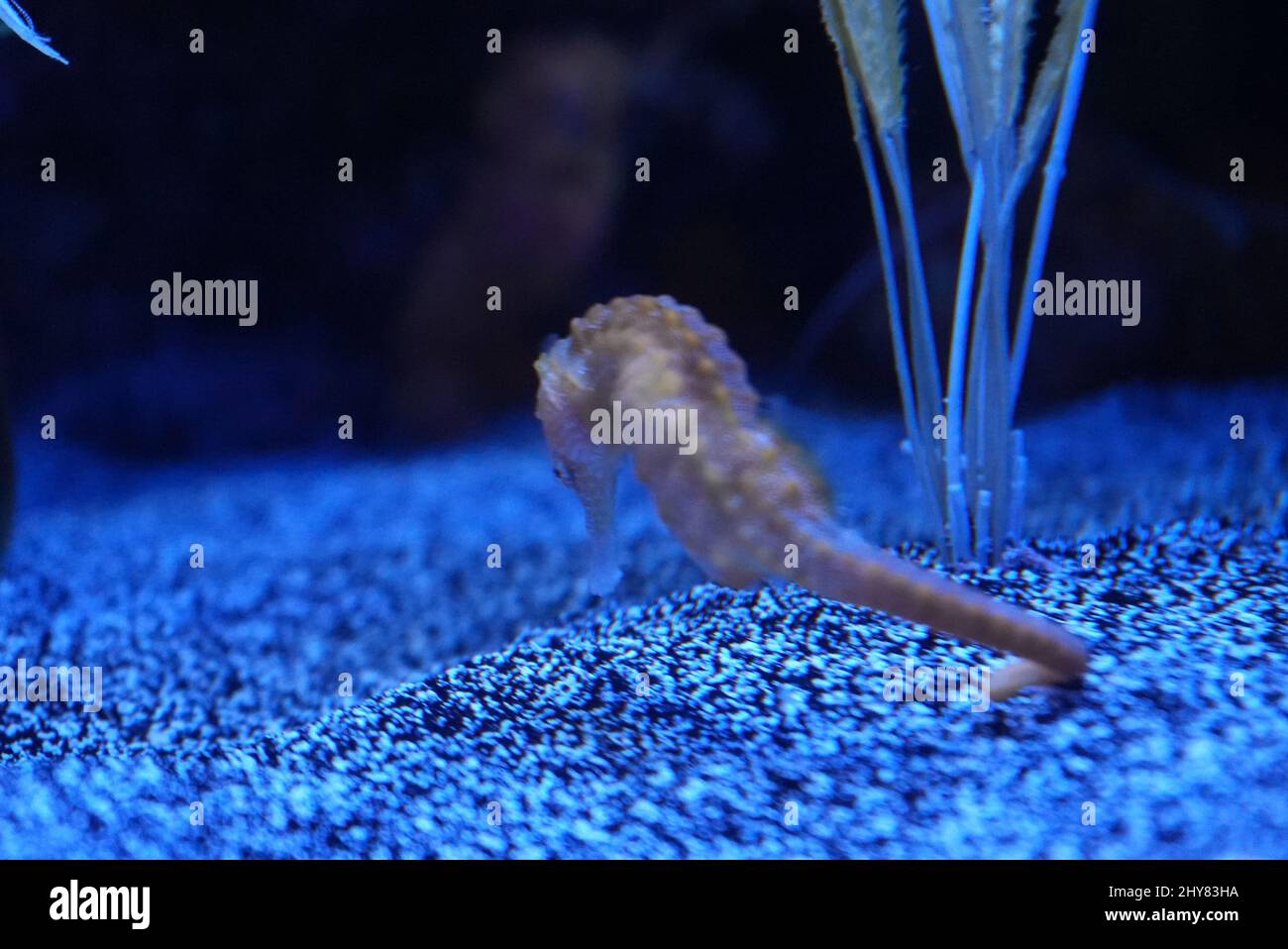 Seahorse fish tank hi-res stock photography and images - Alamy