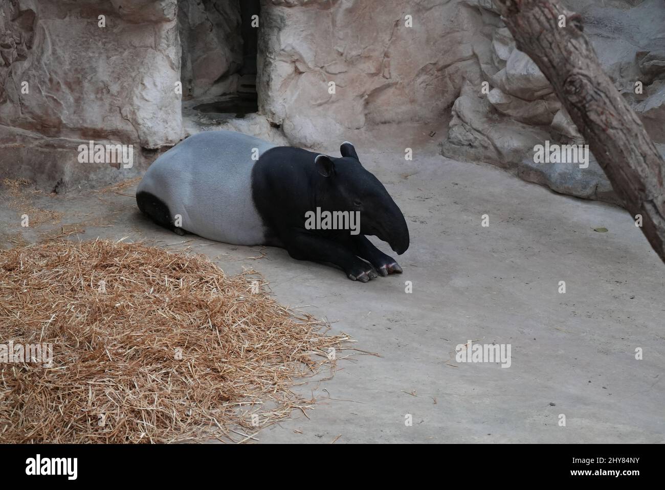 Tapir enclosure hi-res stock photography and images - Alamy