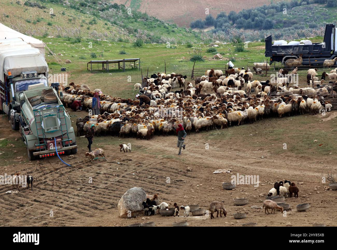 Sheep drive 2022 hi-res stock photography and images - Alamy