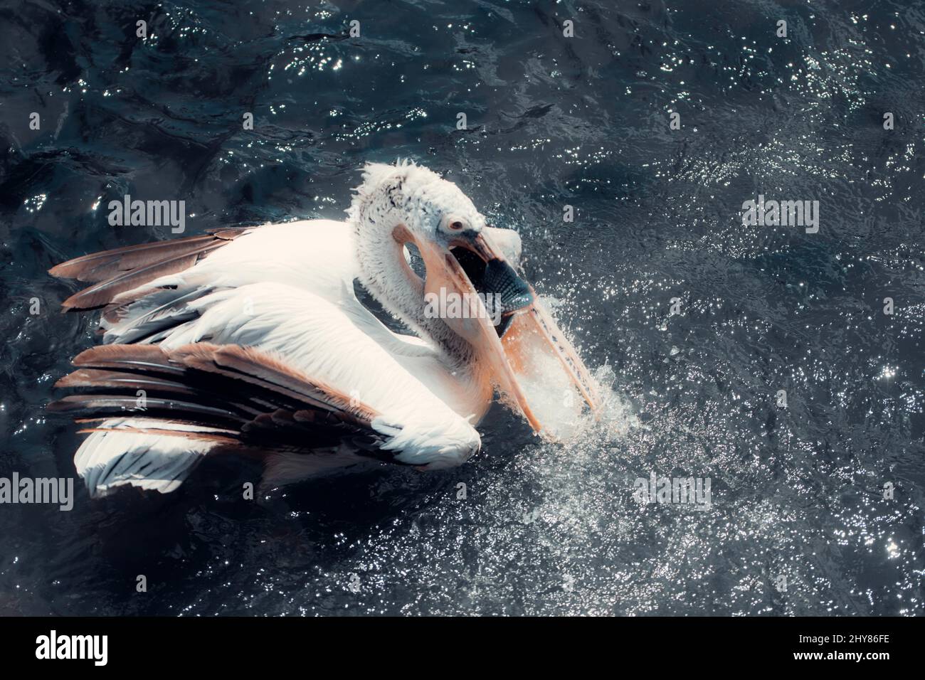 Pelican eating fish in the water Stock Photo - Alamy