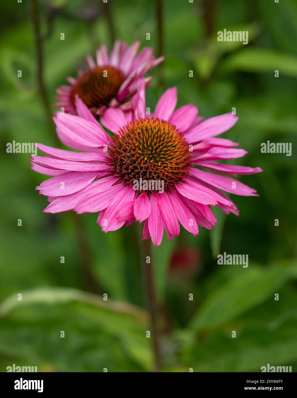 Vertical shot of a coneflower growing in the garden Stock Photo - Alamy