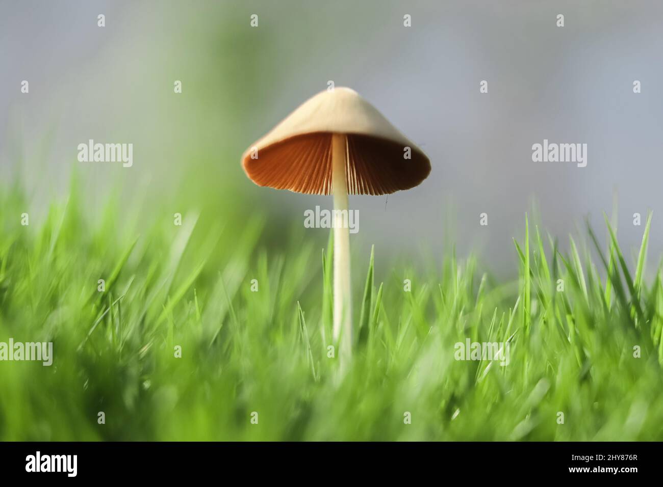 Close-up shot of a toadstool growing on the grass Stock Photo - Alamy
