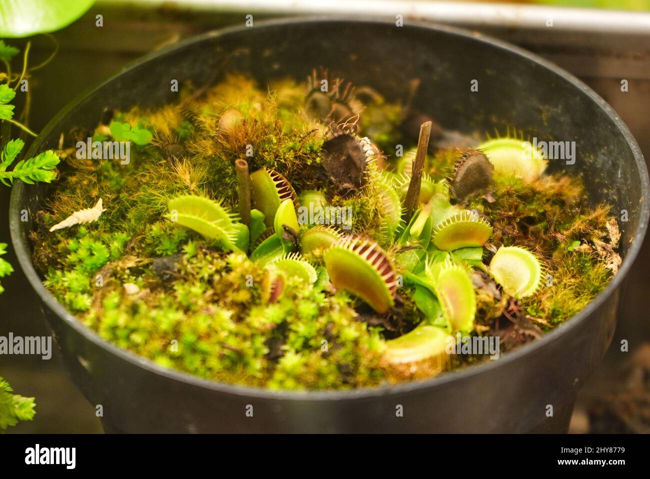 Closeup of Venus flytrap plants Stock Photo - Alamy