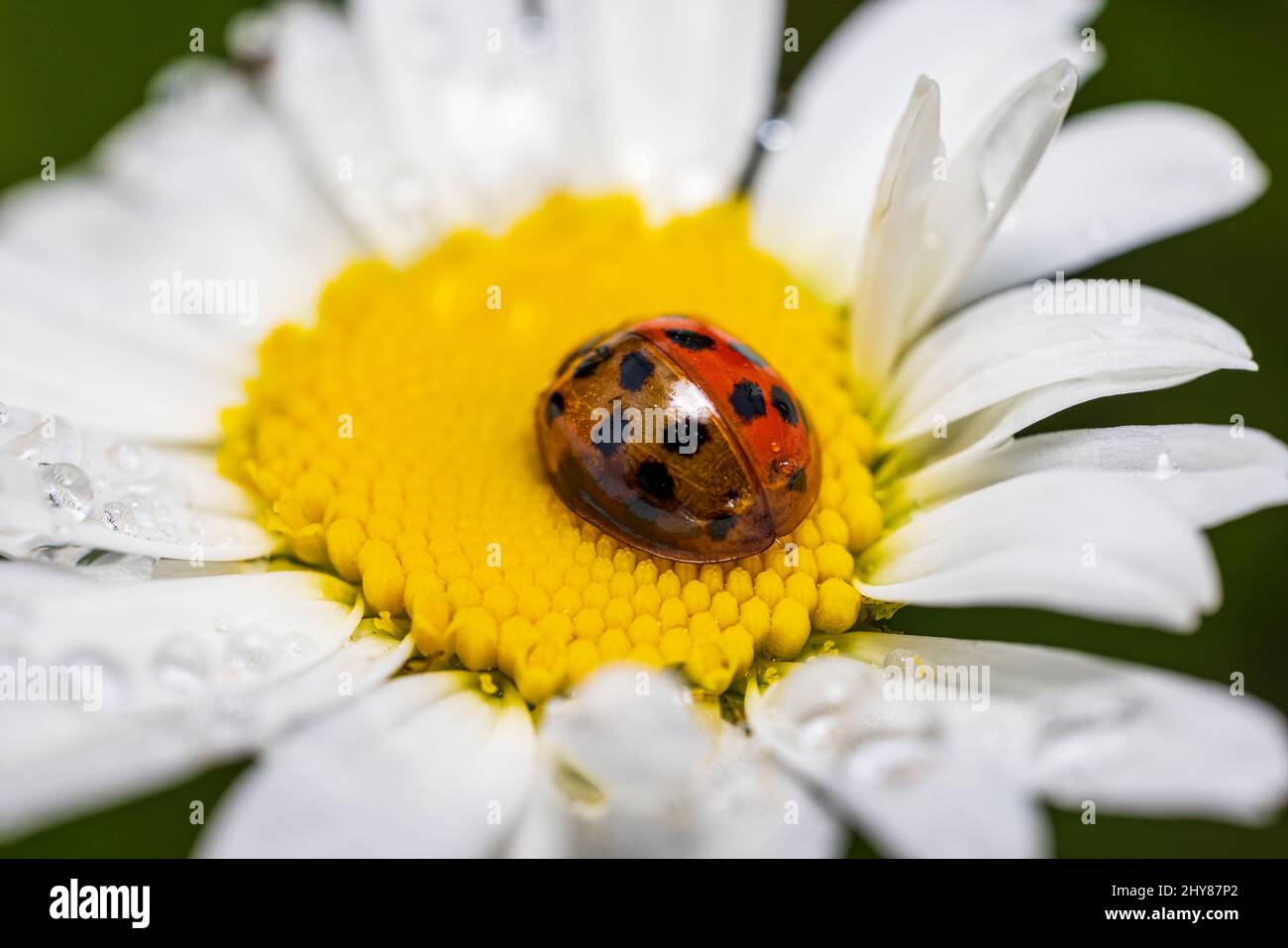 Closeup shot of a lady bug on a daisy flower Stock Photo - Alamy