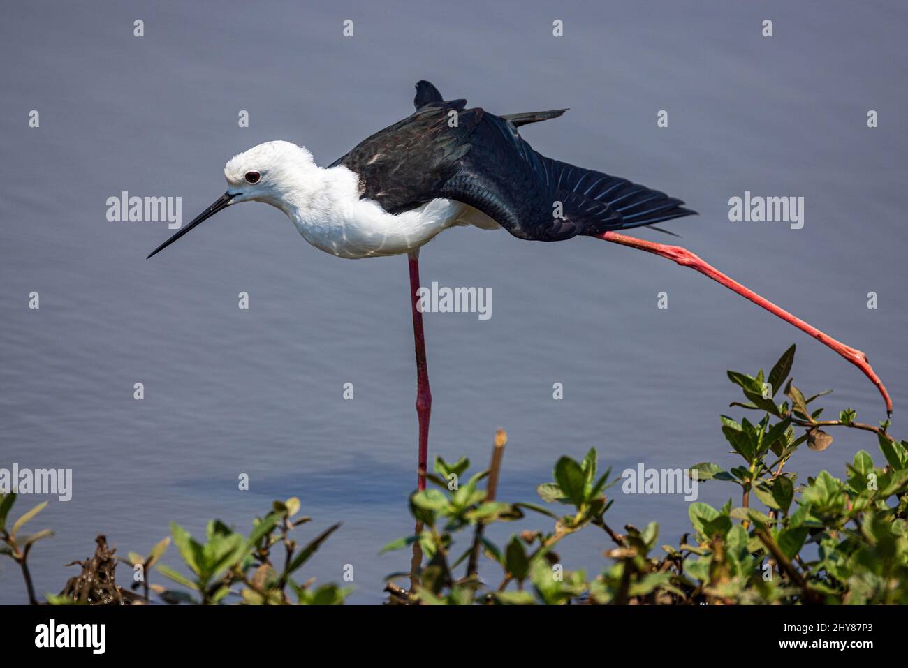 Closeup shot of a white bird on a lake Stock Photo - Alamy