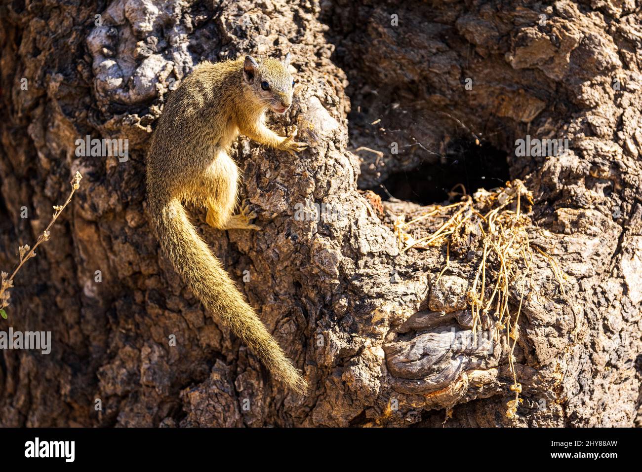 Squirrel on a trunk looking for nuts Stock Photo - Alamy