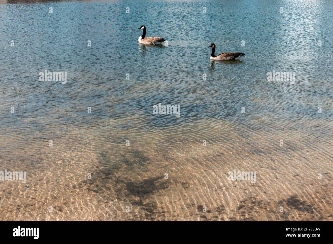 Lakescape with two geese swimming peacefully in the clear water Stock ...