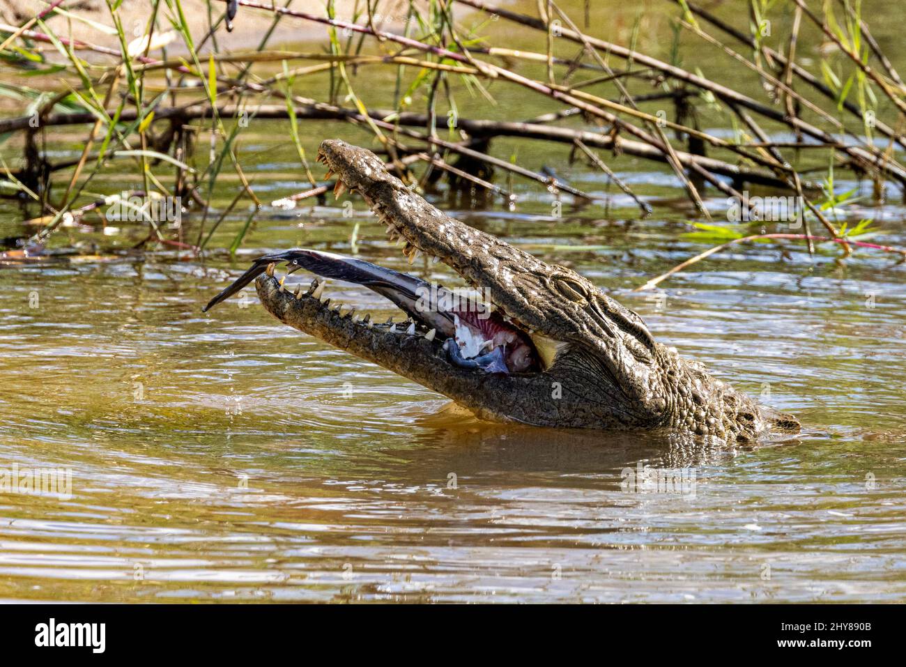 Big alligator hunting for a fish in the lake Stock Photo - Alamy