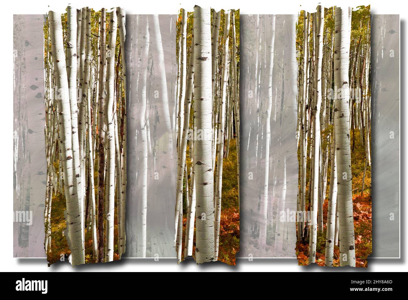 Birch trees cut posters on a semi-transparent forest background Stock ...