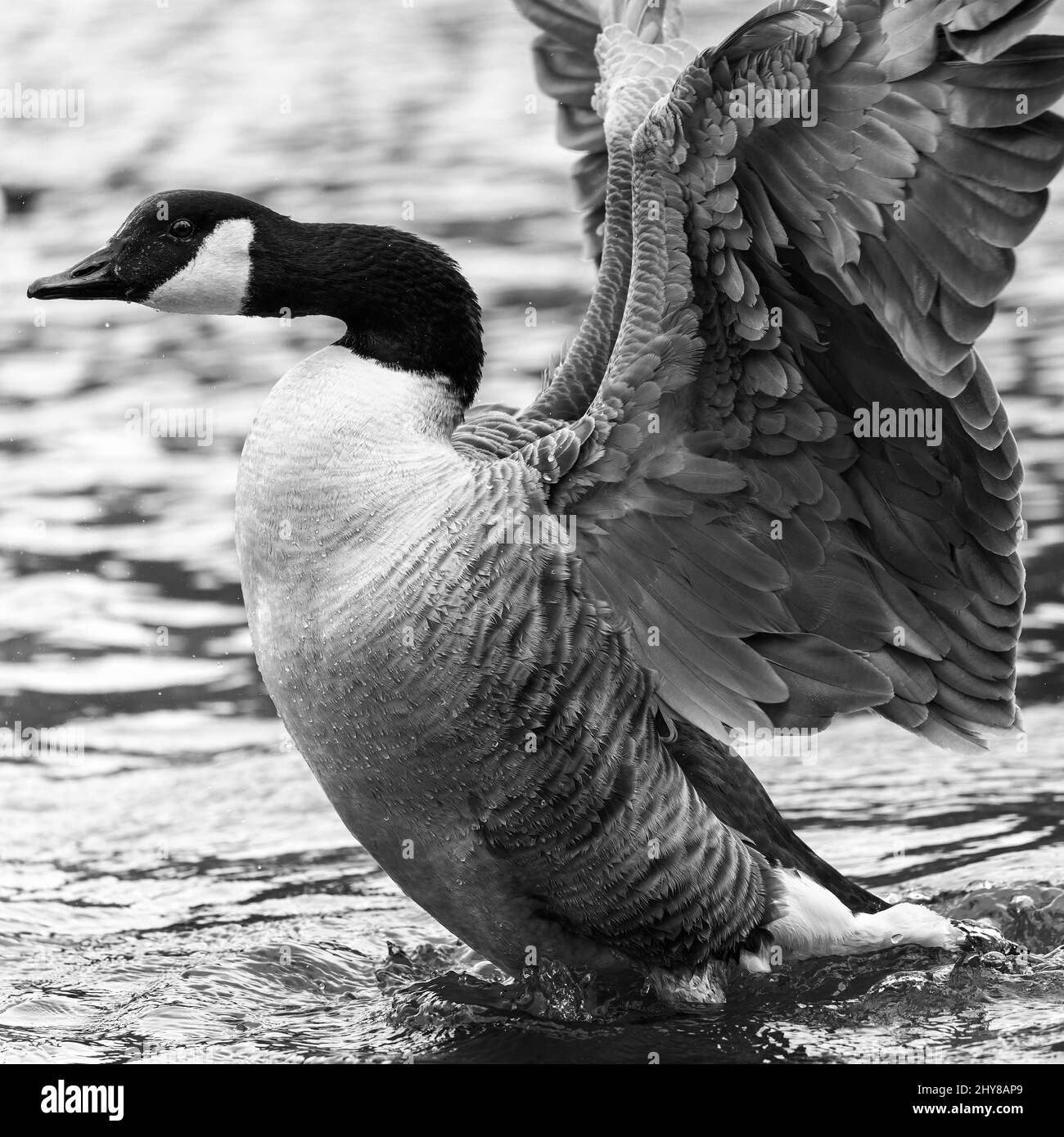 Grayscale shot of a goose with its wings open in the water Stock Photo ...