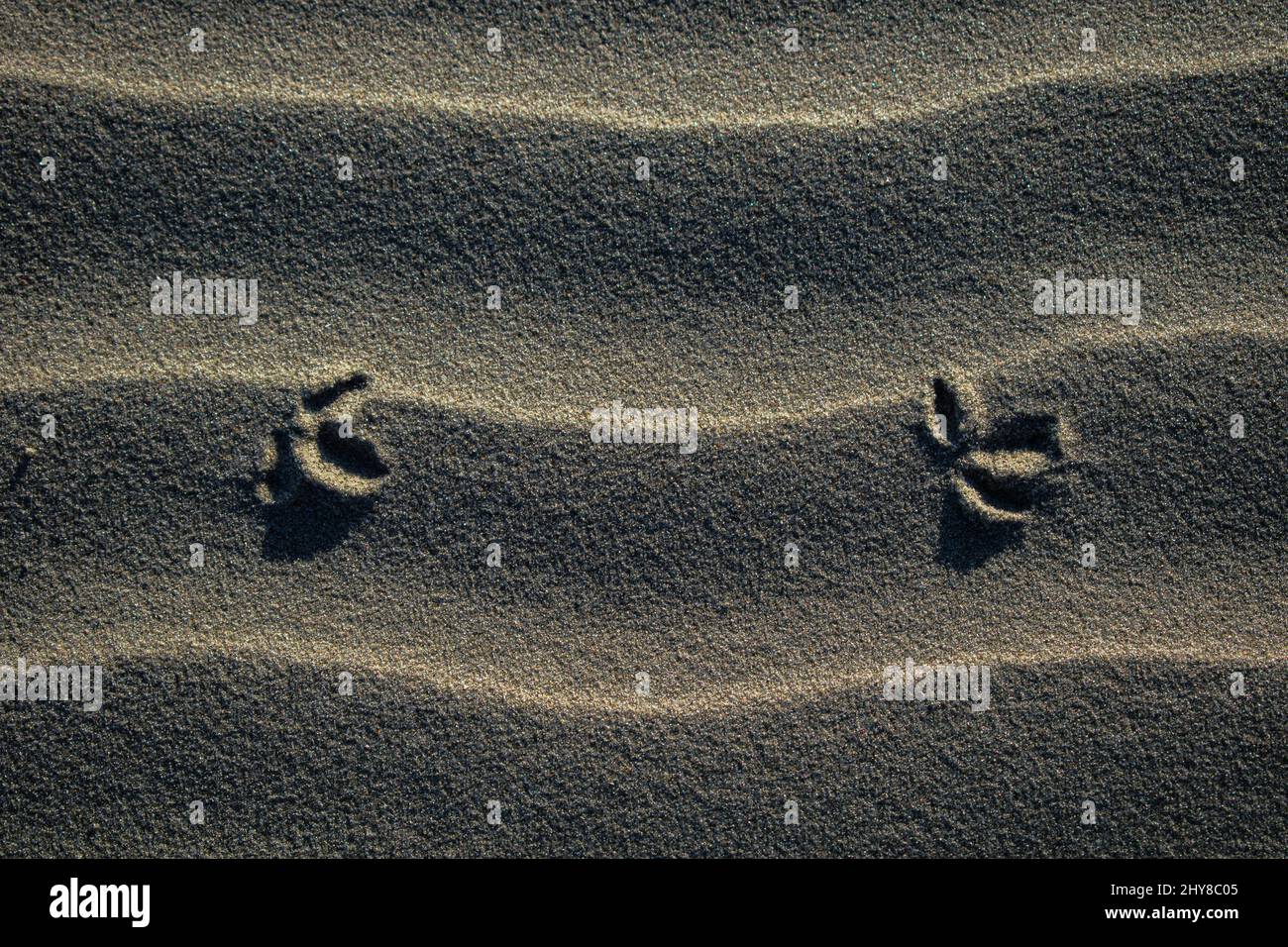 Stamp leg hi-res stock photography and images - Alamy