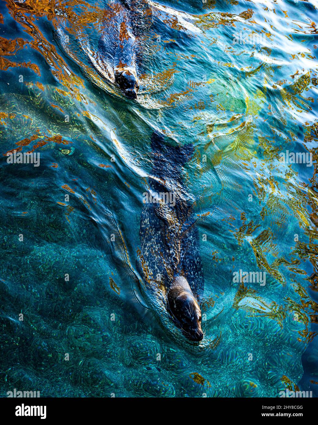Vertical shot of two cute seals swimming in the ocean Stock Photo - Alamy