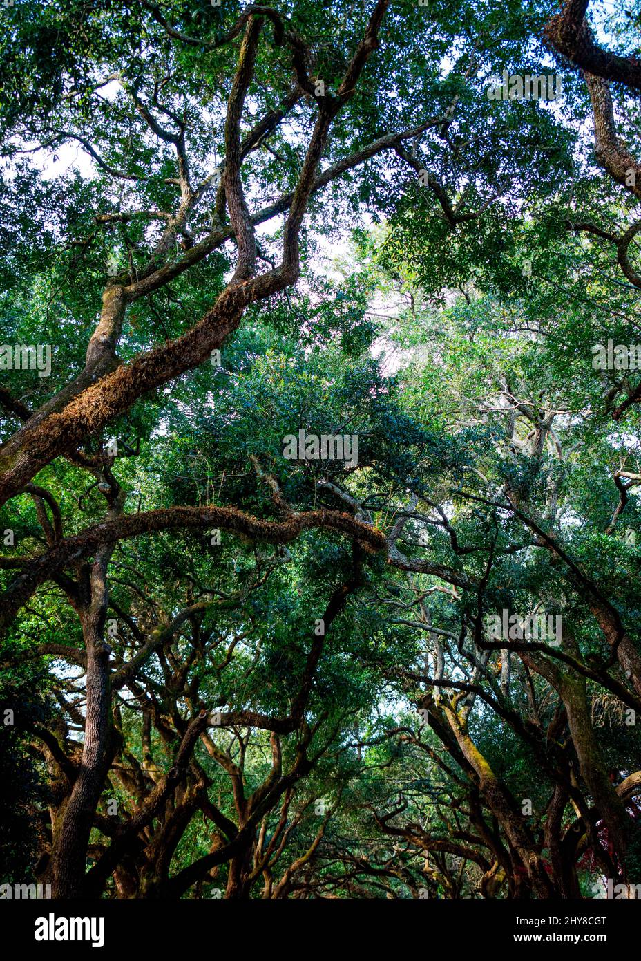 Vertical low angle shot of treetops with lush green leaves in the ...