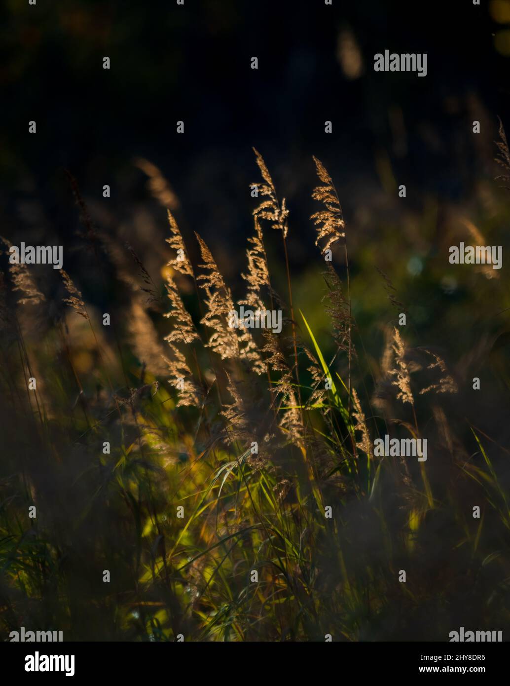 Shallow focus of Phragmites australis plants with dark background in ...