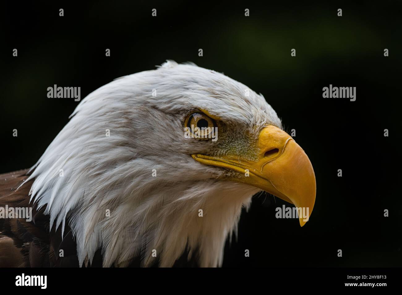 Closeup of a white head of Southern Bald Eagle Stock Photo - Alamy