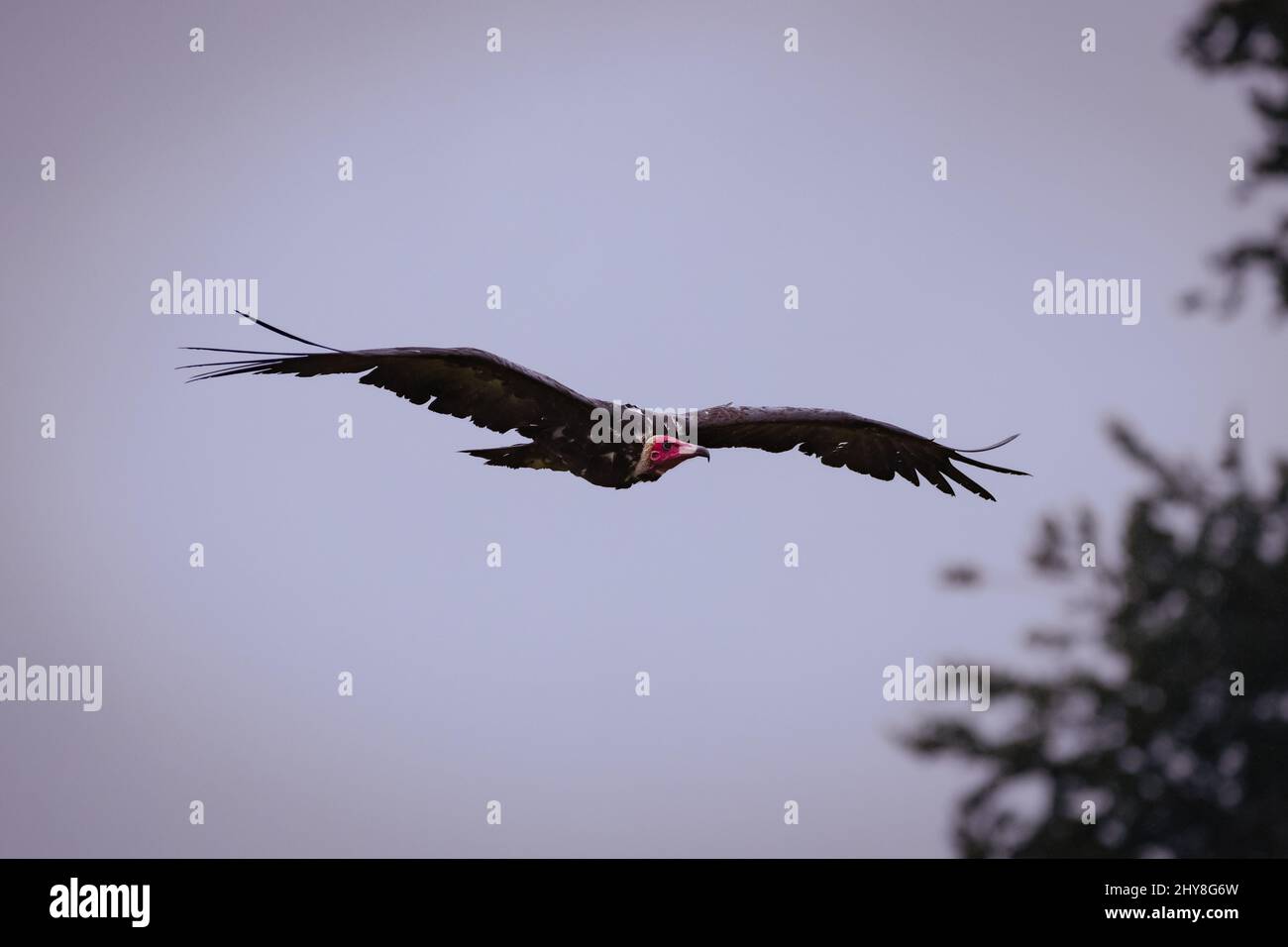 White head Southern Bald Eagle flying in a blue sky Stock Photo - Alamy