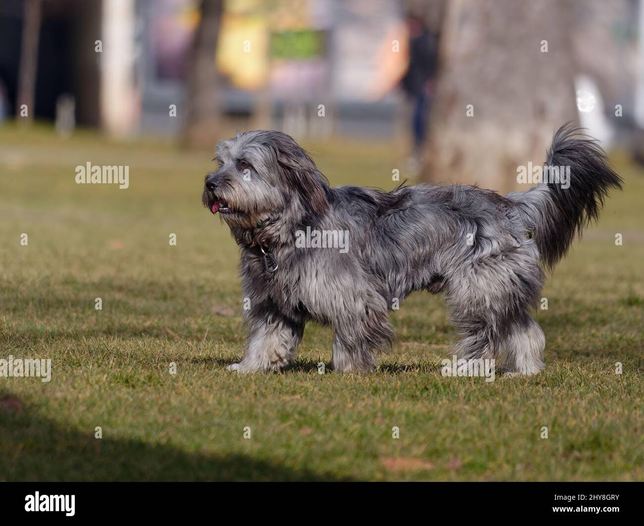 Pyrenean shepherd gray hi-res stock photography and images - Alamy
