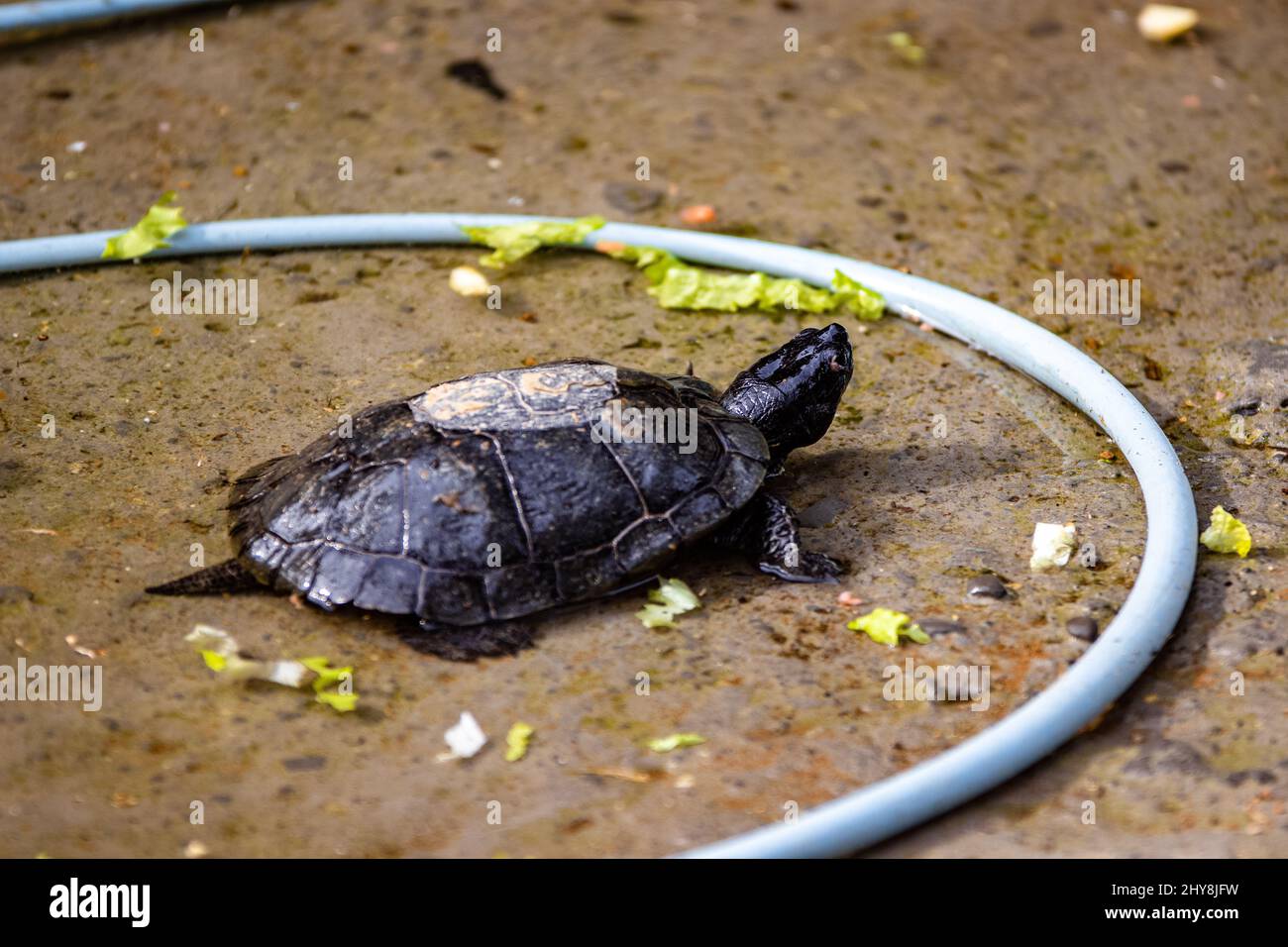 Sapucaia hi-res stock photography and images - Alamy