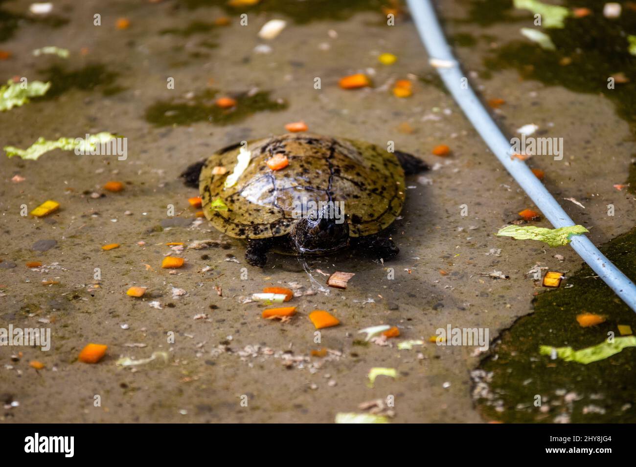 Sapucaia hi-res stock photography and images - Alamy